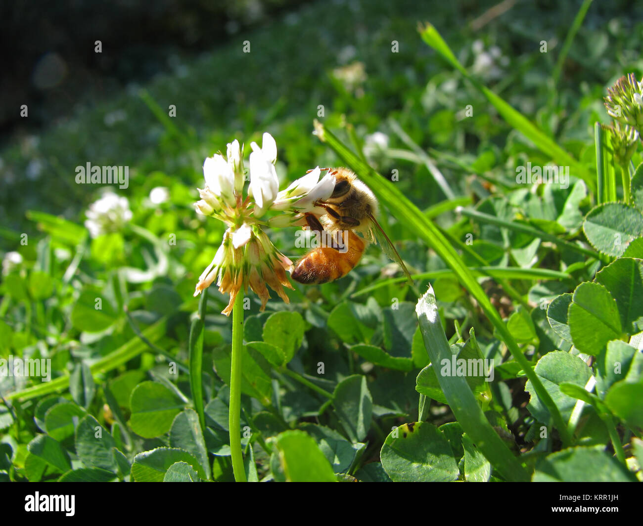 Odd angle shot of a honey bee hanging onto a white clover Stock Photo ...