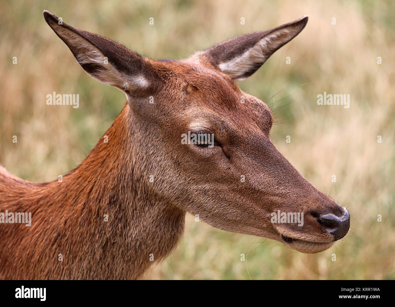 Deer and doe portrait hi-res stock photography and images - Alamy