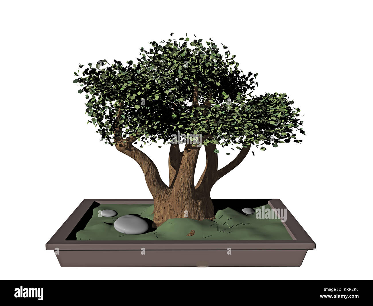Deciduous bonsai tree Cut Out Stock Images & Pictures - Alamy