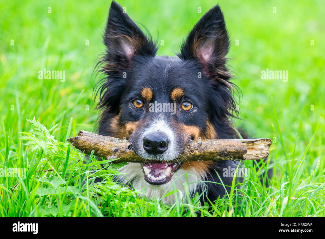 Head border collie in grass with stick in mouth Stock Photo - Alamy