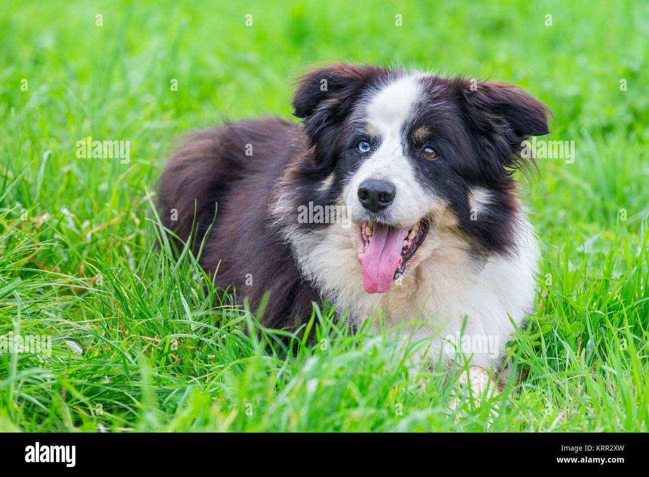 Odd-eyed border collie lying in green grass Stock Photo - Alamy