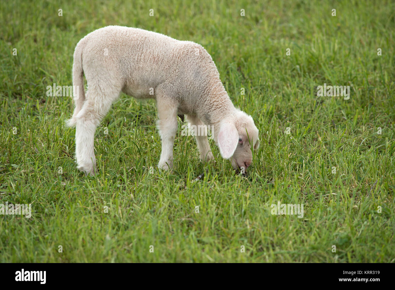 a white lamb grazing Stock Photo - Alamy