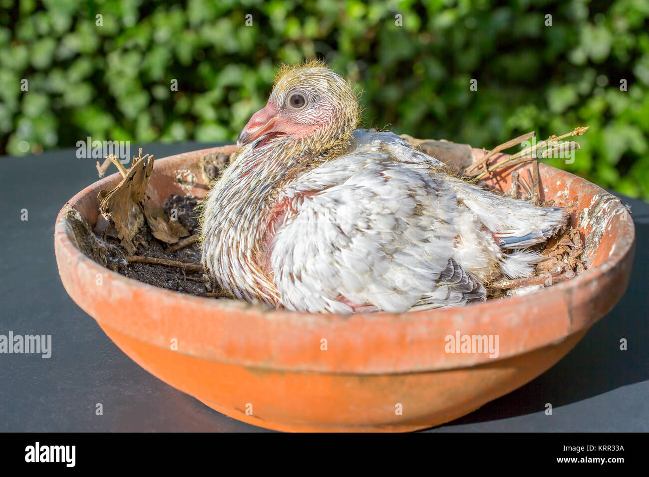 Young carrier pigeon in orange nest scale Stock Photo - Alamy