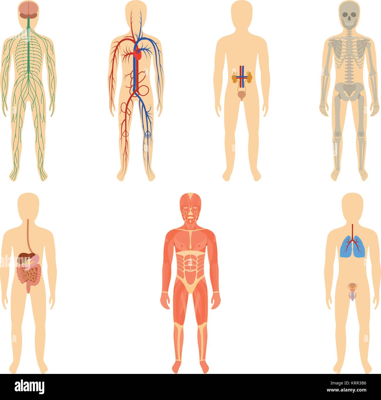 Human body systems hi-res stock photography and images - Alamy