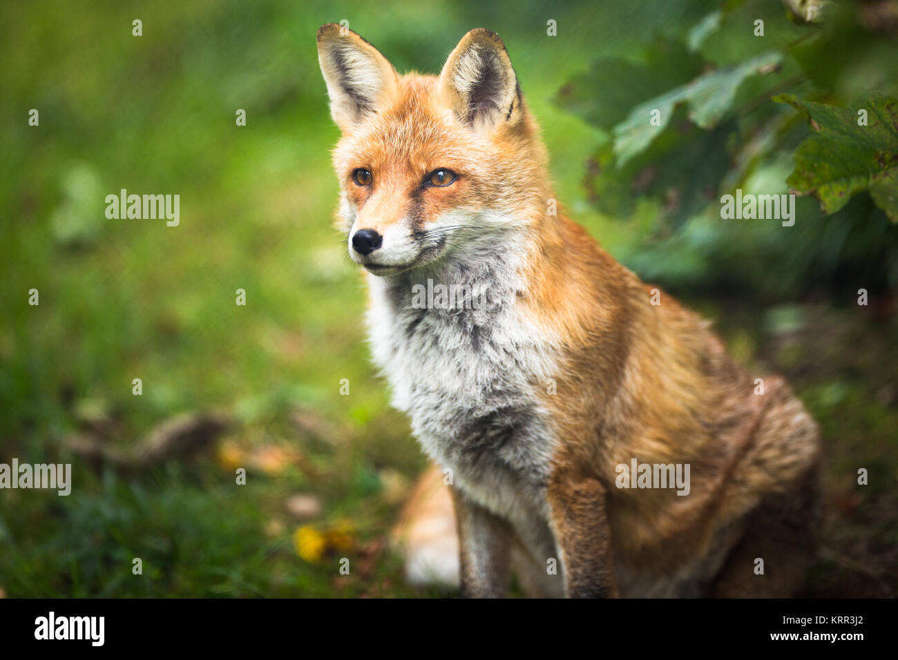 Red Fox (Vulpes vulpes Stock Photo - Alamy