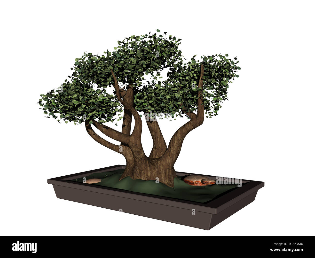 bonsai exempted in shell Stock Photo - Alamy