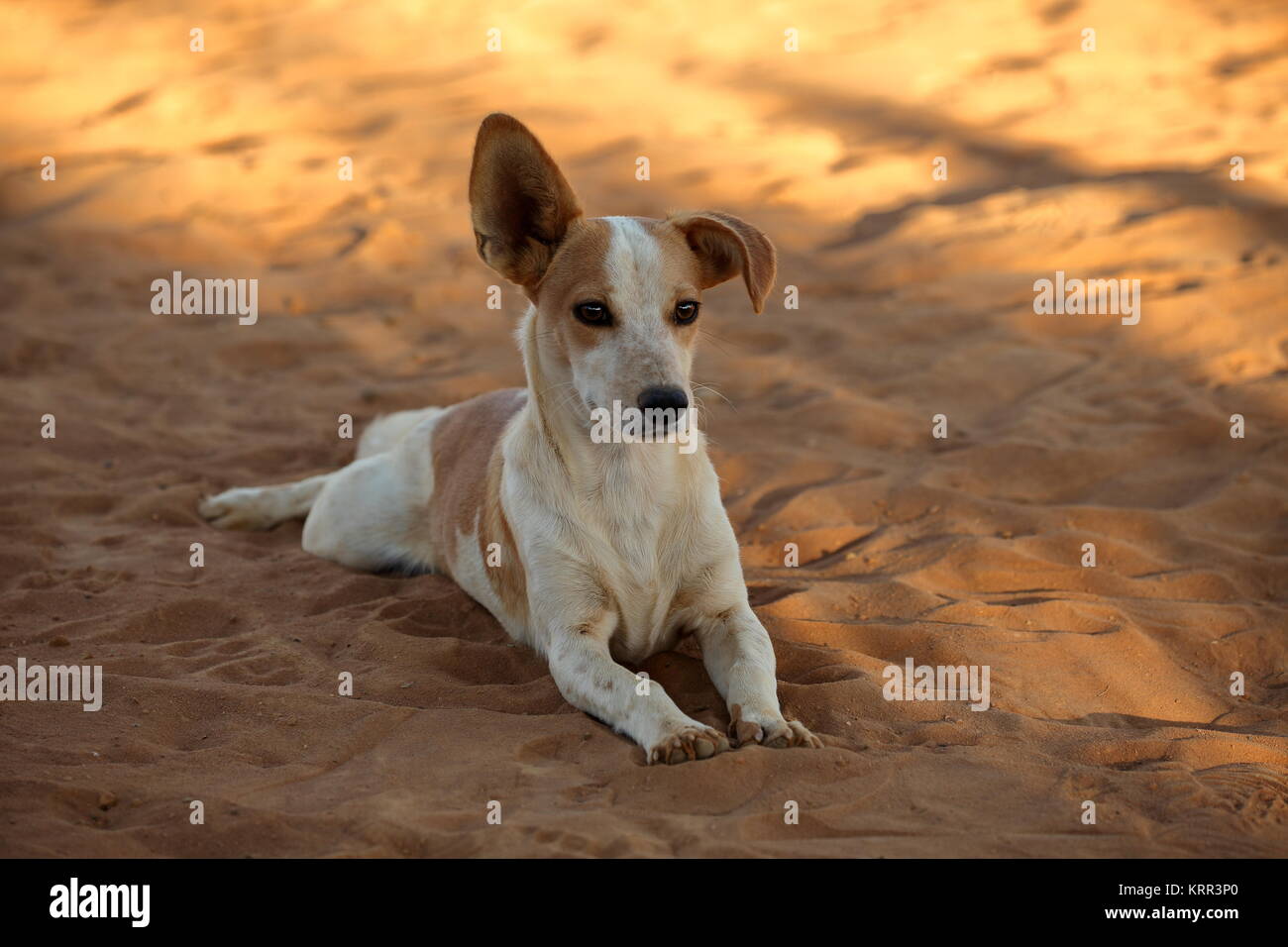 Dog broom hi-res stock photography and images - Alamy