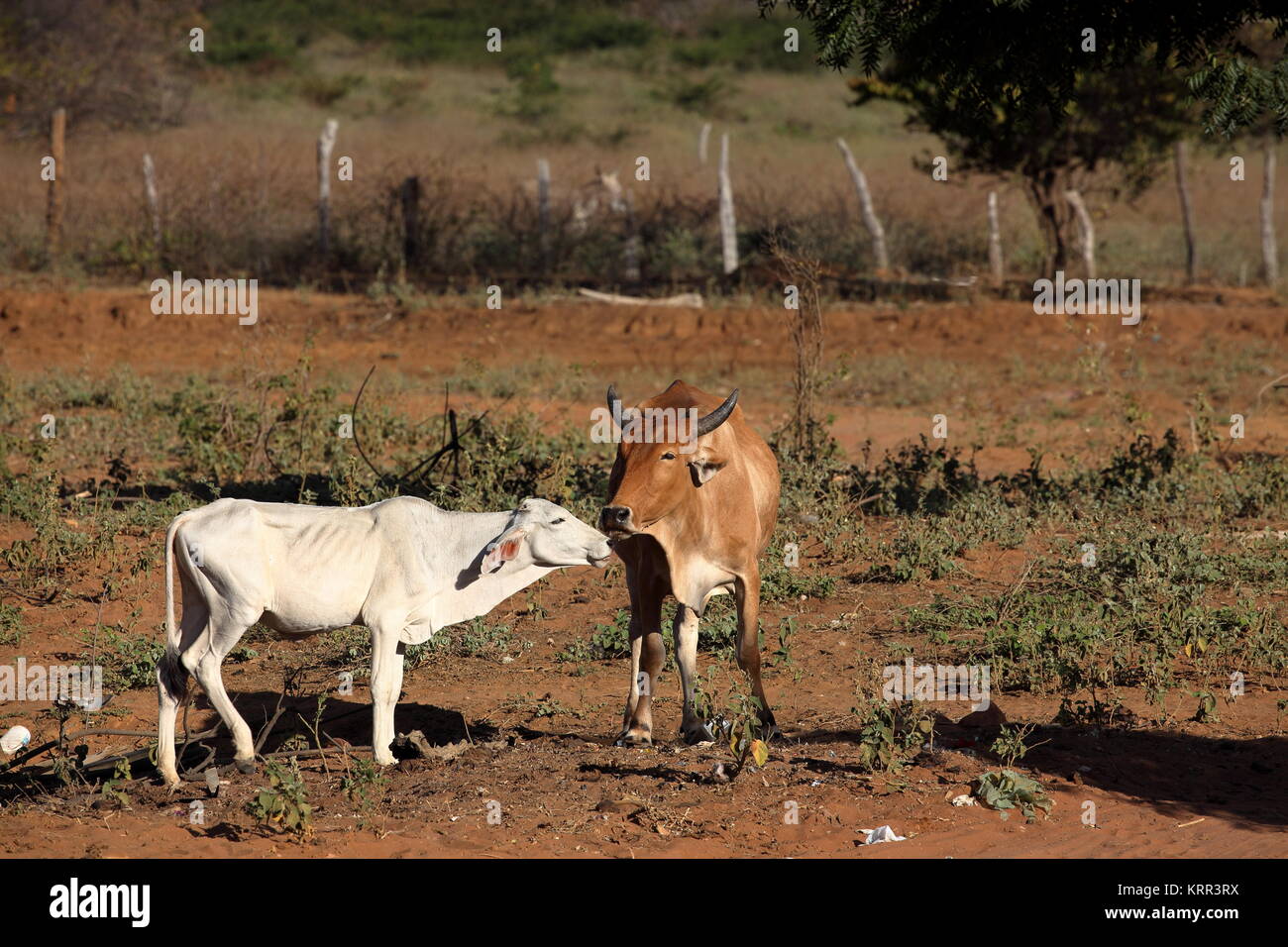 Cows and cattle Stock Photo - Alamy