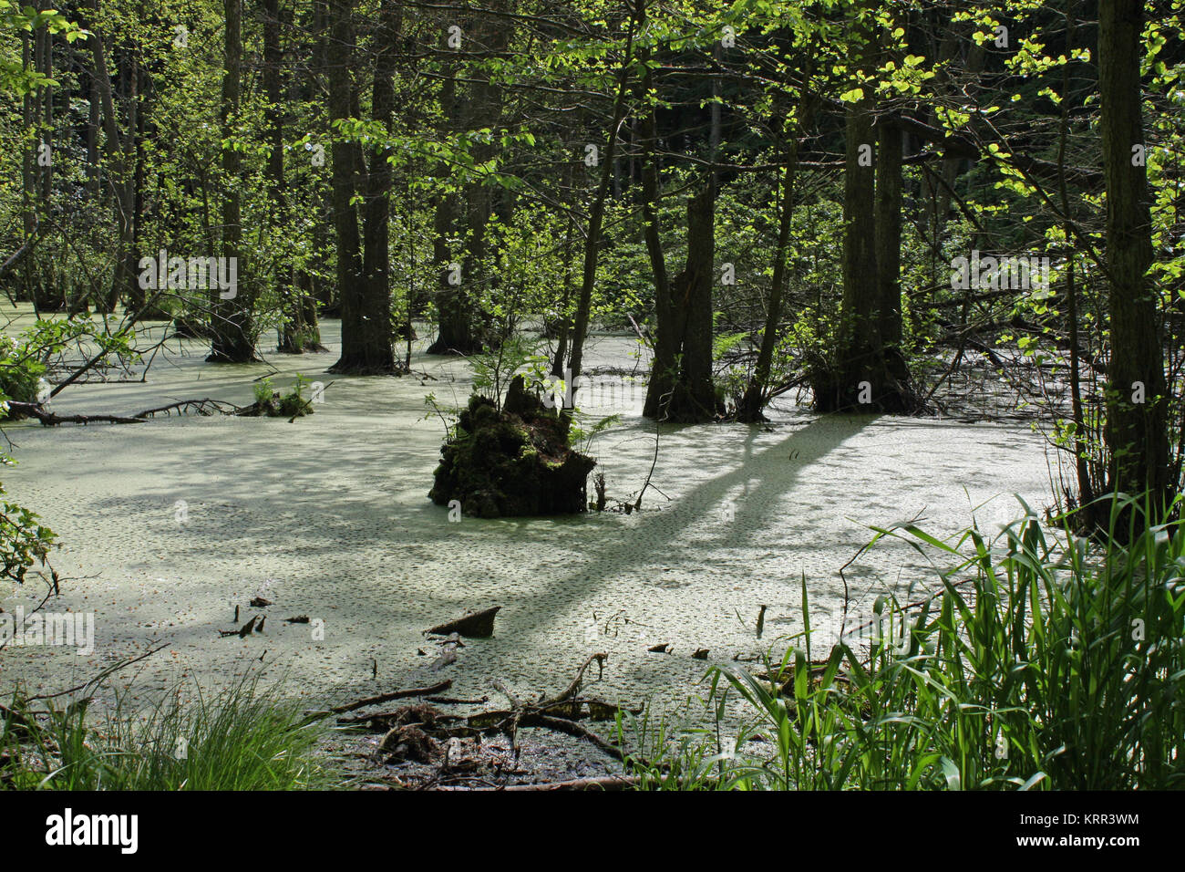 Sumpf im Nationalpark Jasmund/ Rügen Stock Photo - Alamy