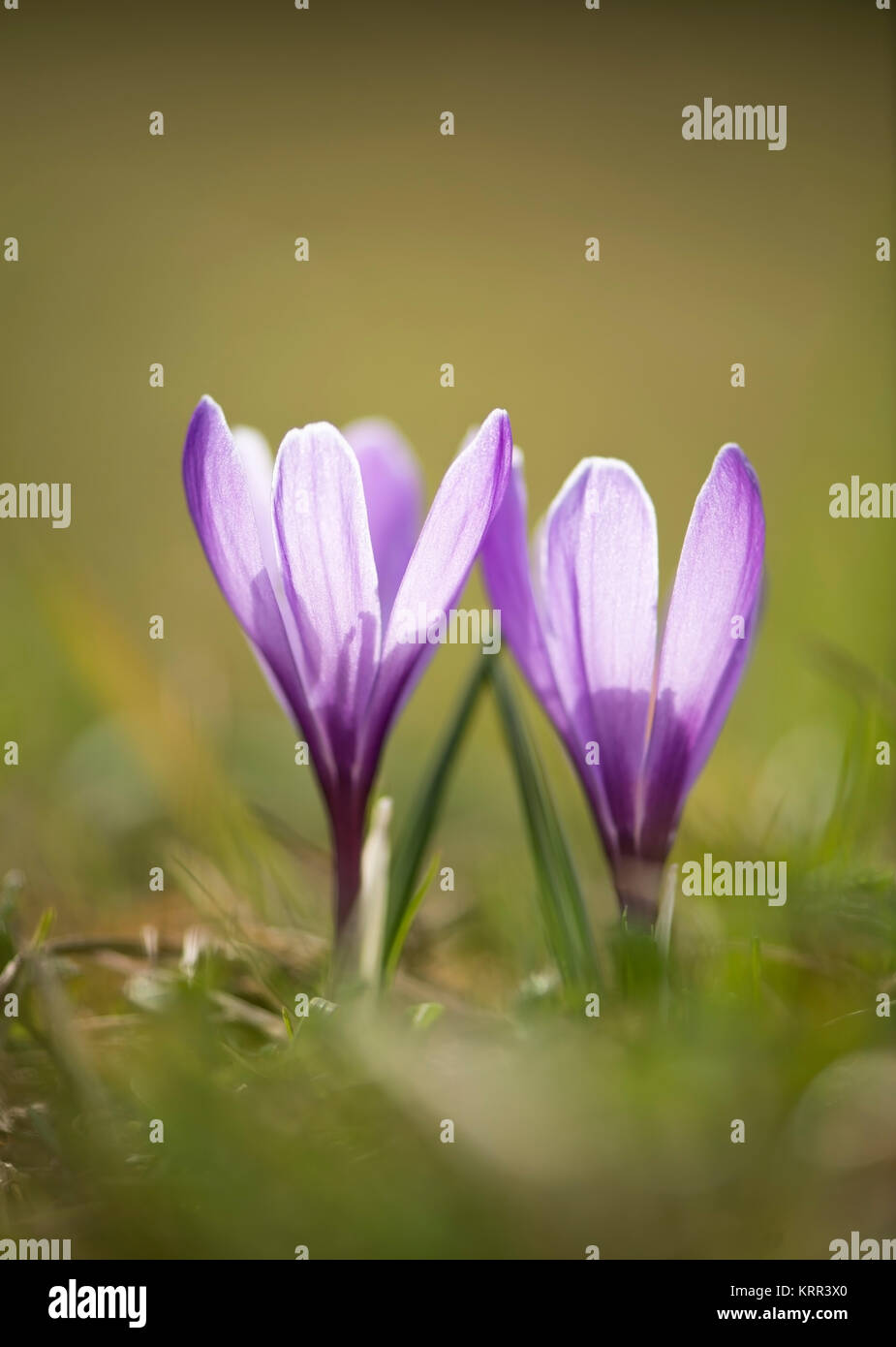 two crocus flowers in pastel against glowing background Stock Photo - Alamy