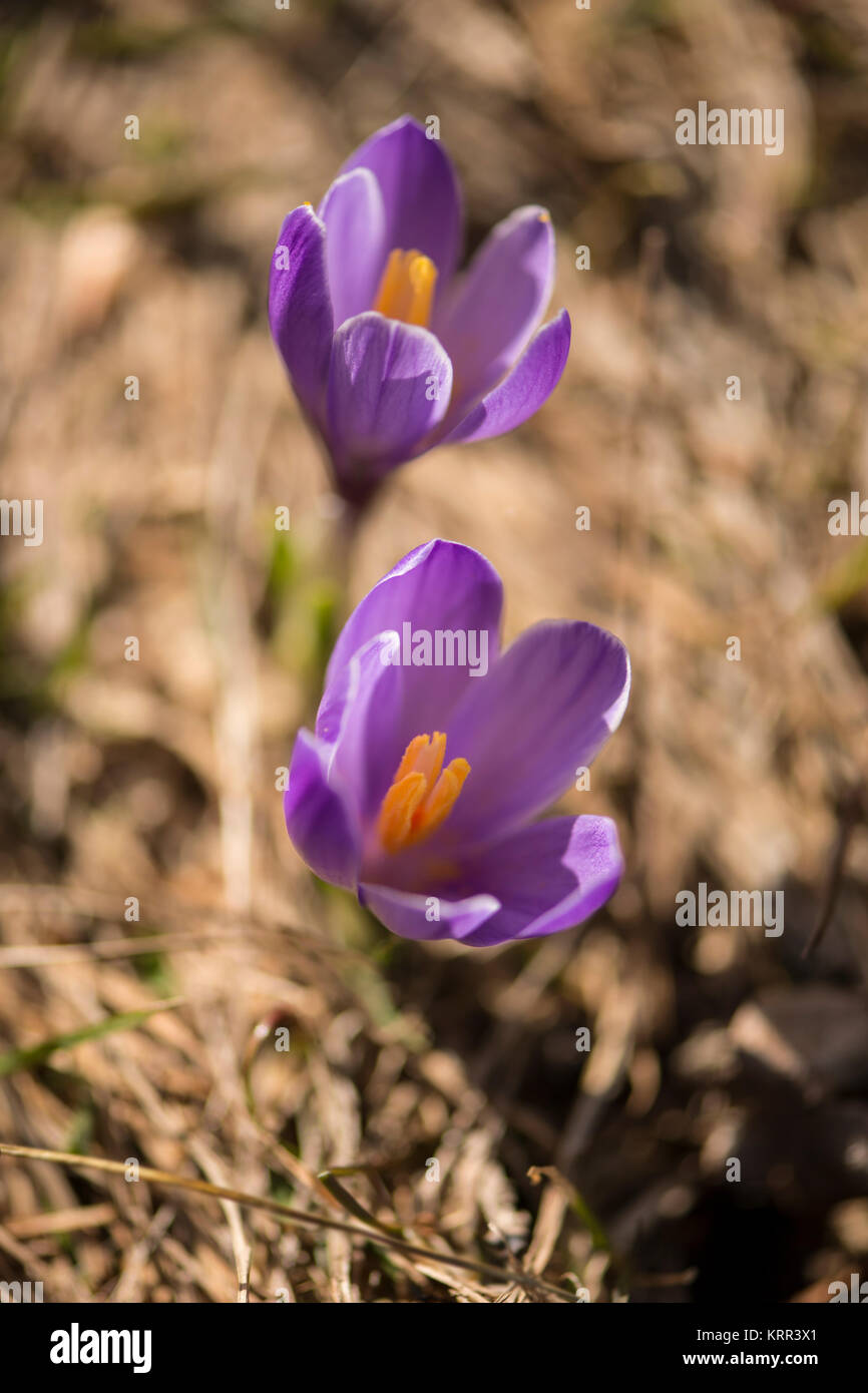 two crocus blossoms in pastel against a luminous background Stock Photo ...