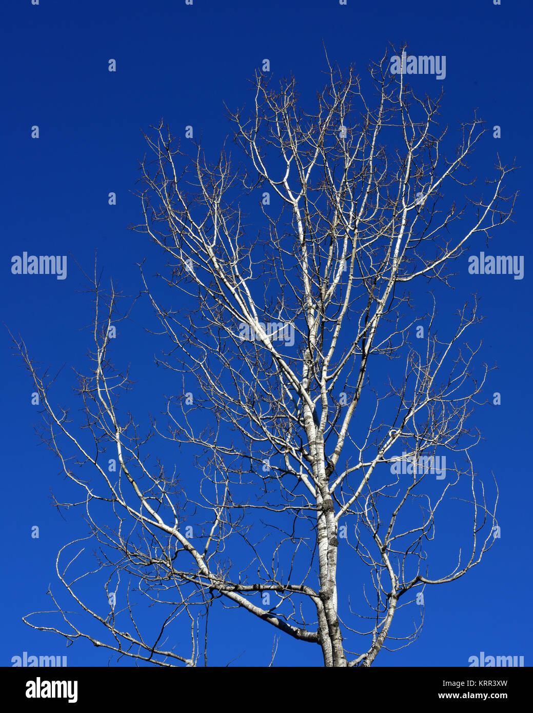 A bare aspen tree (populus tremuloides) against a deep blue clear ...