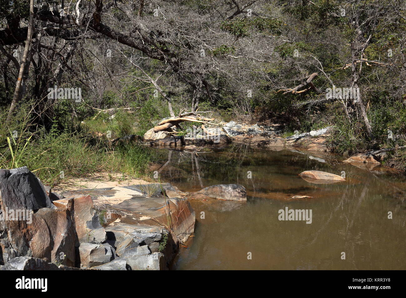 the landscape of the caatinga in brazil Stock Photo - Alamy