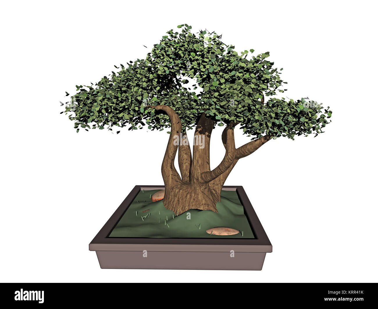 bonsai exempted in shell Stock Photo - Alamy