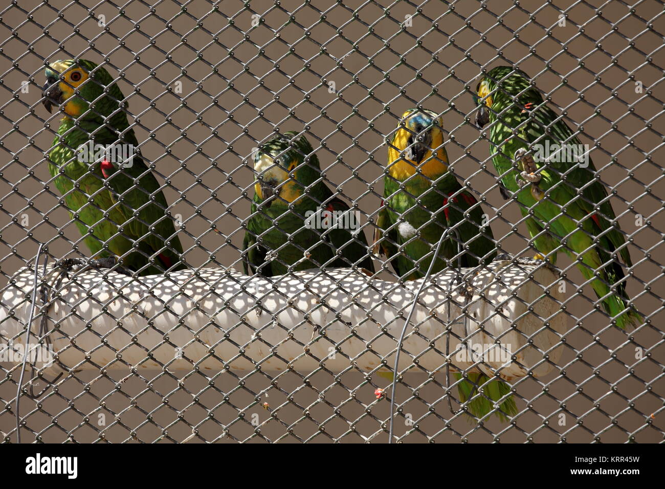 Blue crowned parrot hi-res stock photography and images - Alamy