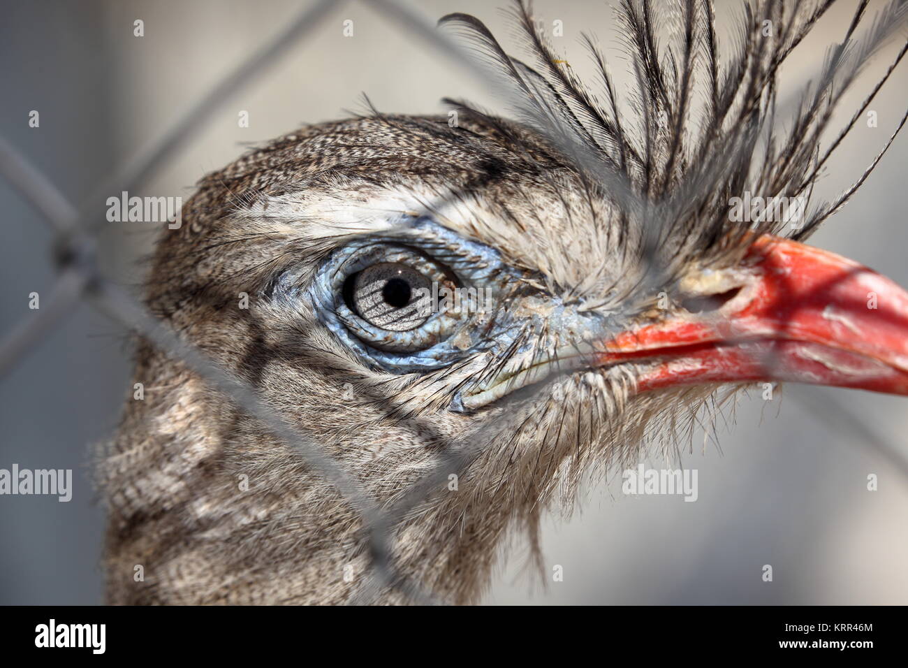 Caatinga birds hi-res stock photography and images - Alamy