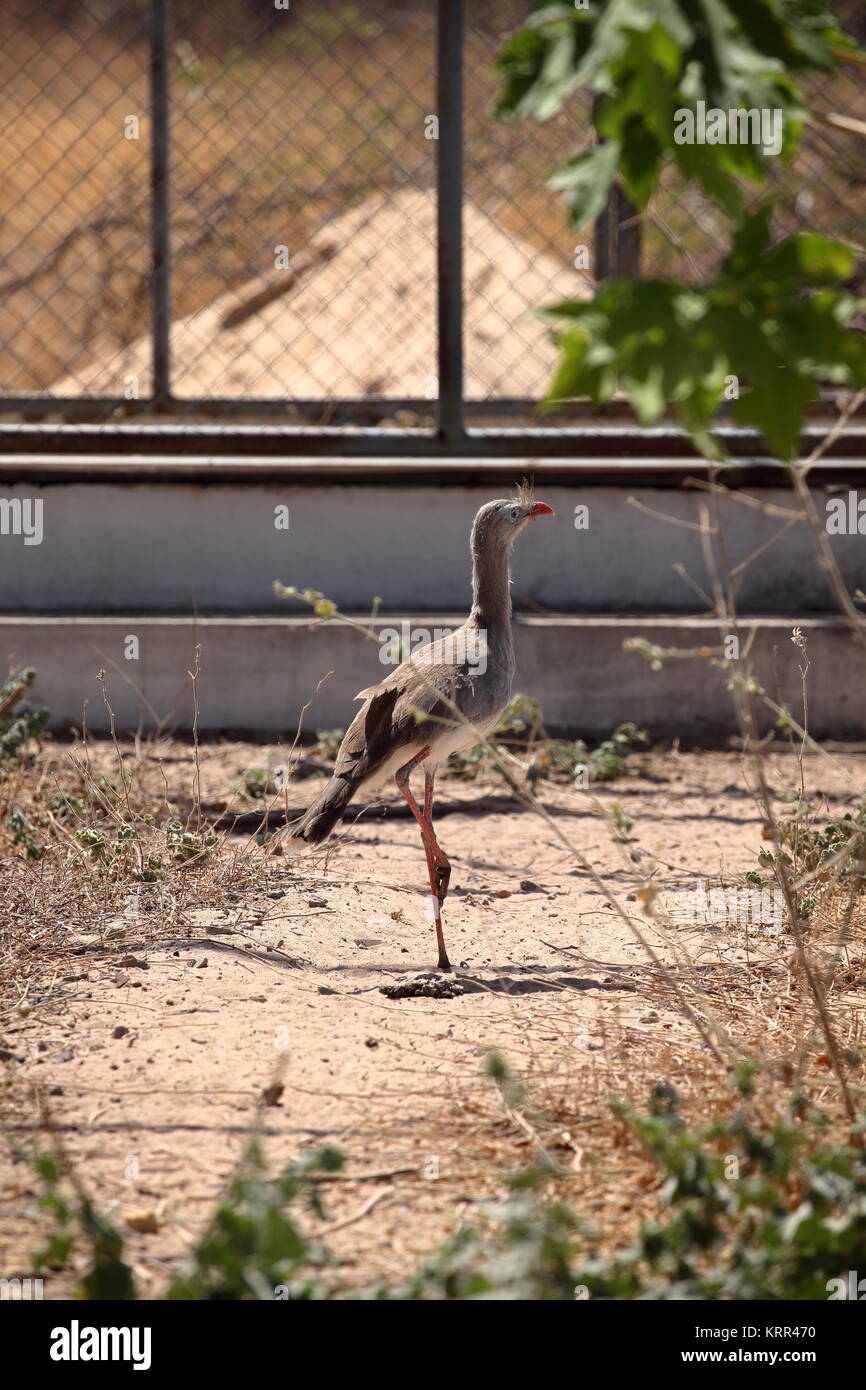 Caatinga birds hi-res stock photography and images - Alamy