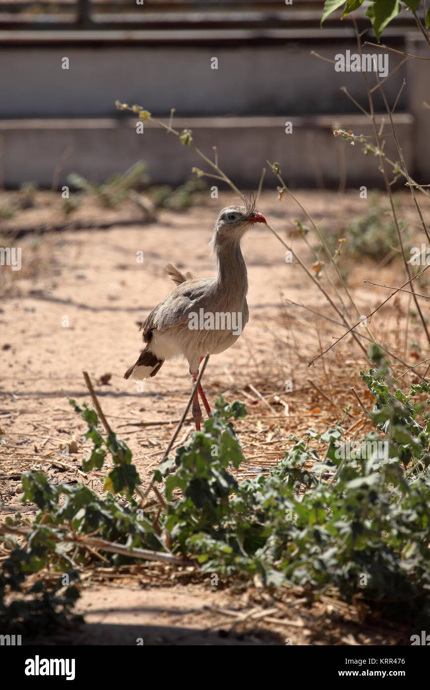 Caatinga birds hi-res stock photography and images - Alamy