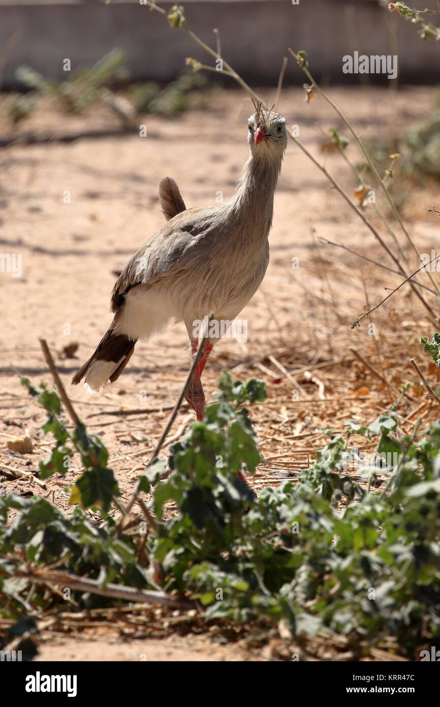 Caatinga birds hi-res stock photography and images - Alamy