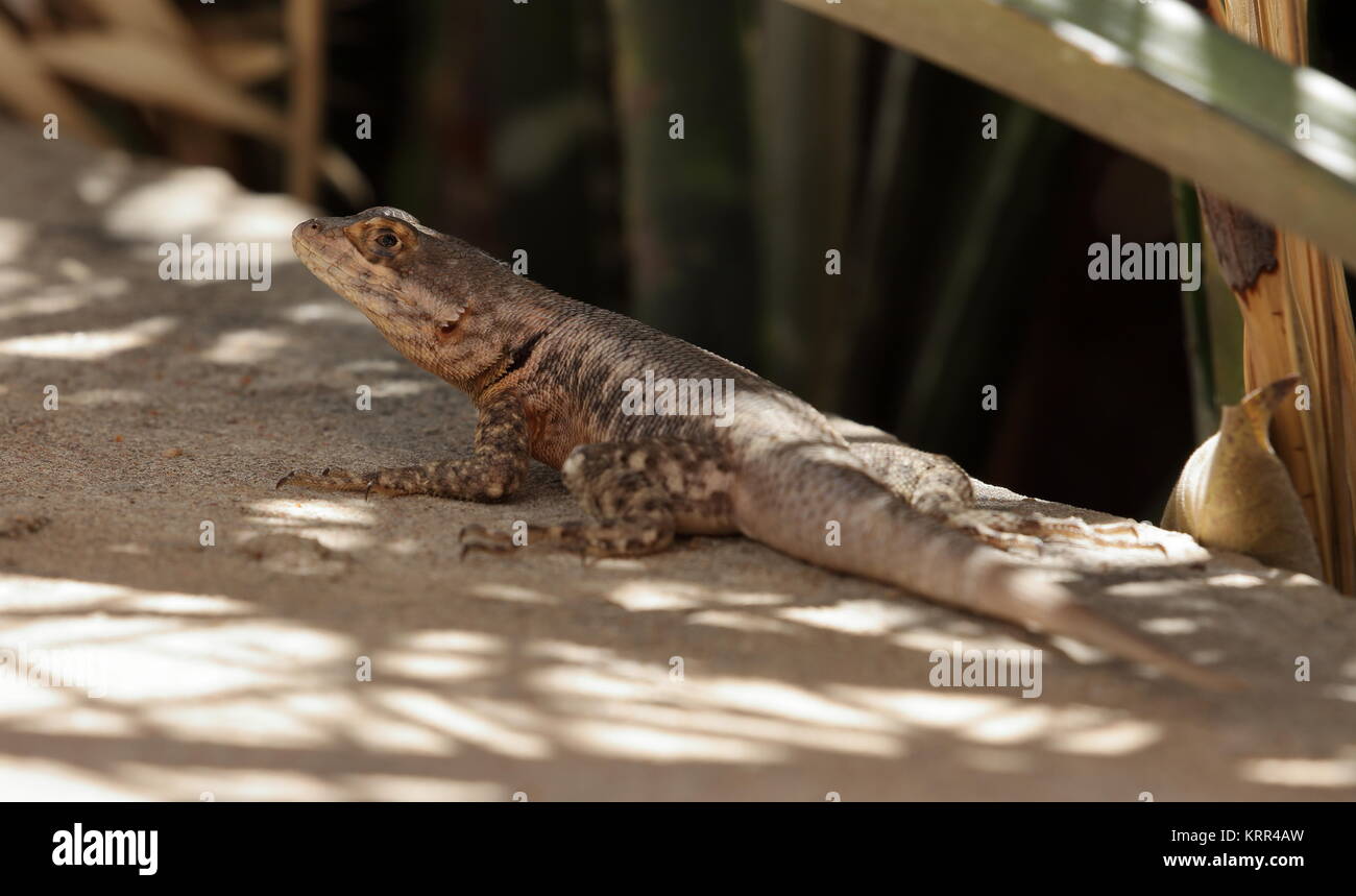 Lizards of brazil hi-res stock photography and images - Alamy