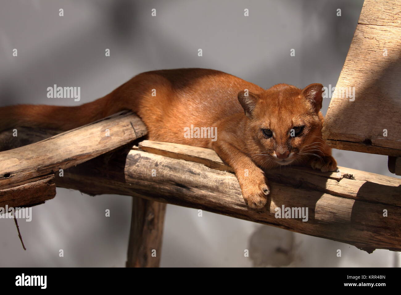 Wieselkatze High Resolution Stock Photography and Images - Alamy