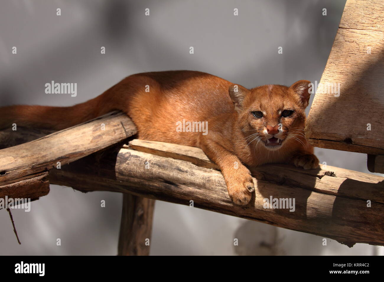 Jaguarundi cat hi-res stock photography and images - Alamy