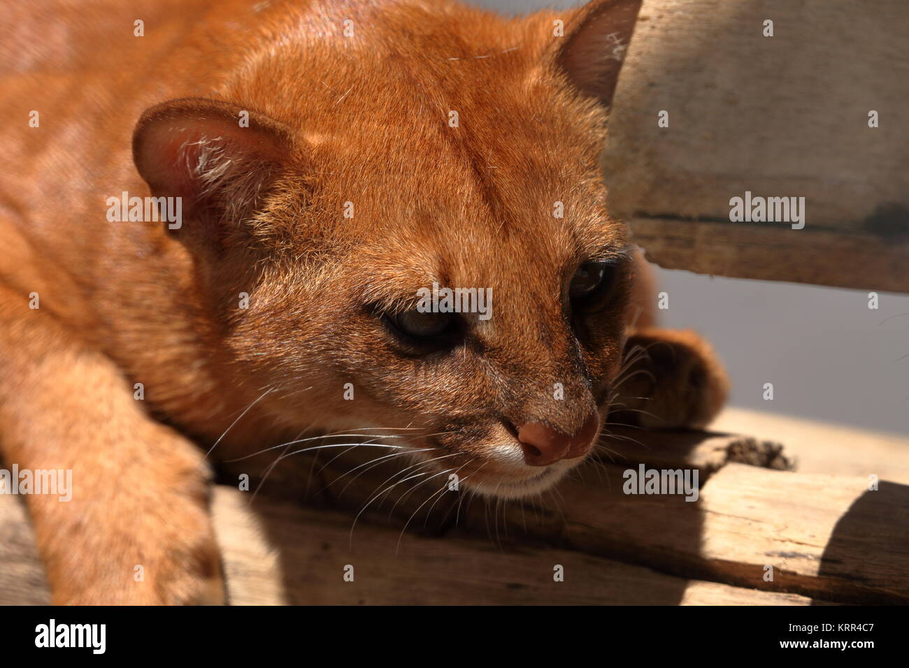 Jaguarundi cat hi-res stock photography and images - Alamy