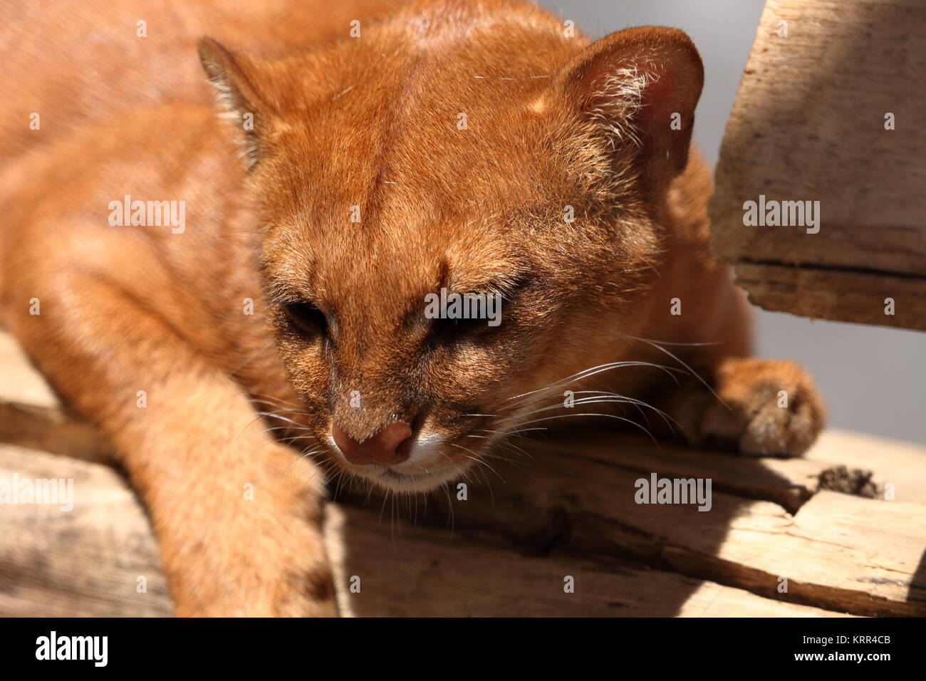 Jaguarundi cat hi-res stock photography and images - Alamy