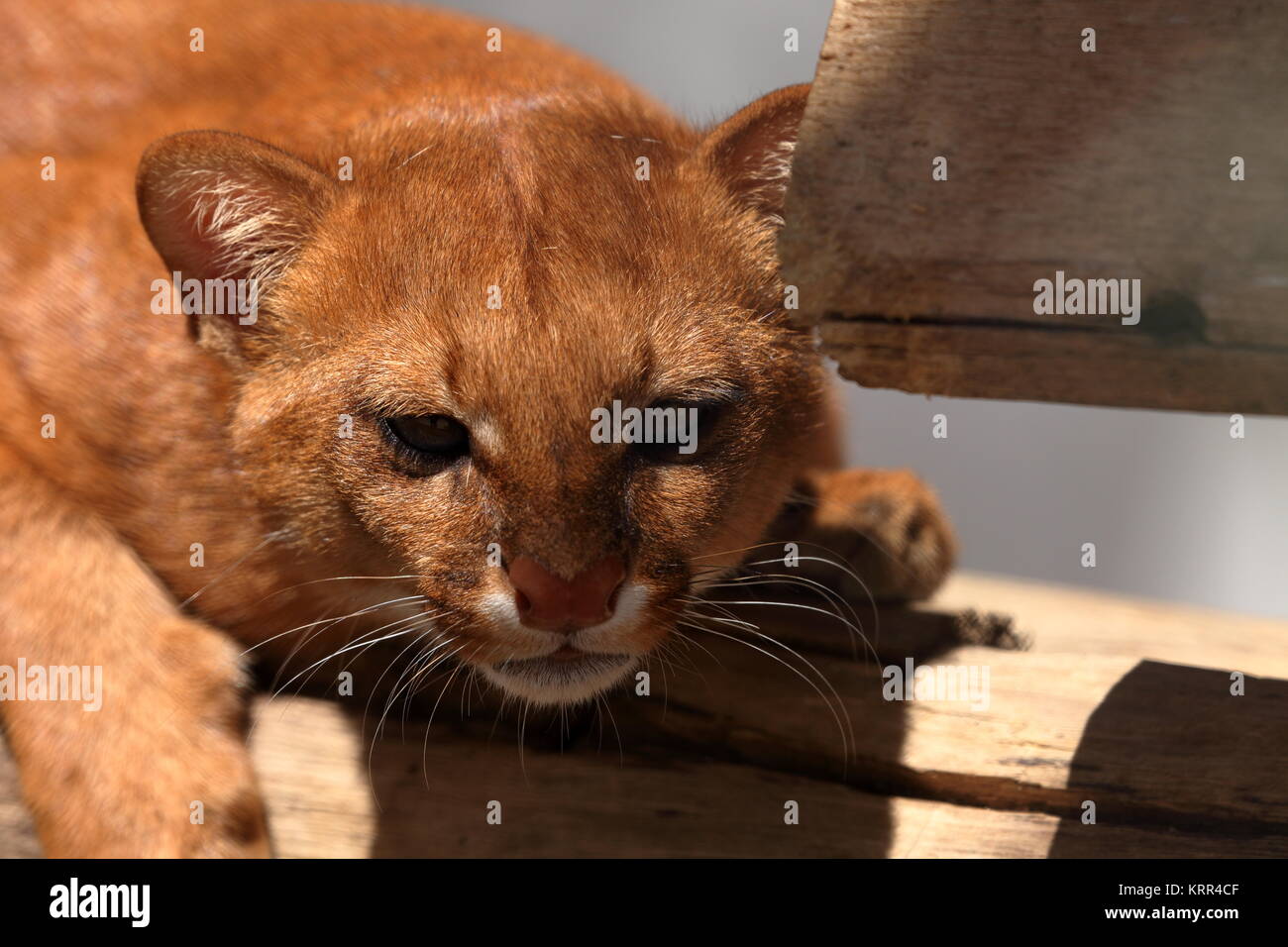 Jaguarundi cat hi-res stock photography and images - Alamy