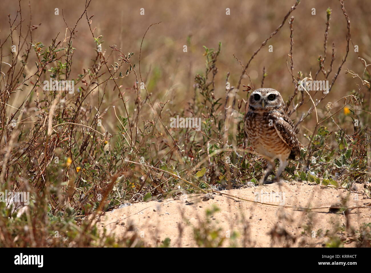rabbit owl in the caatinga of brazil Stock Photo - Alamy