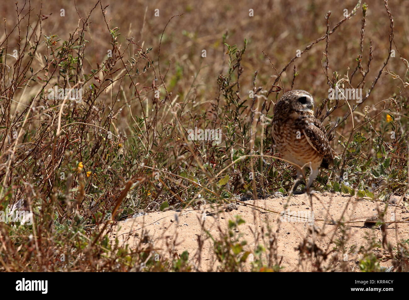 Rabbit owl hi-res stock photography and images - Alamy