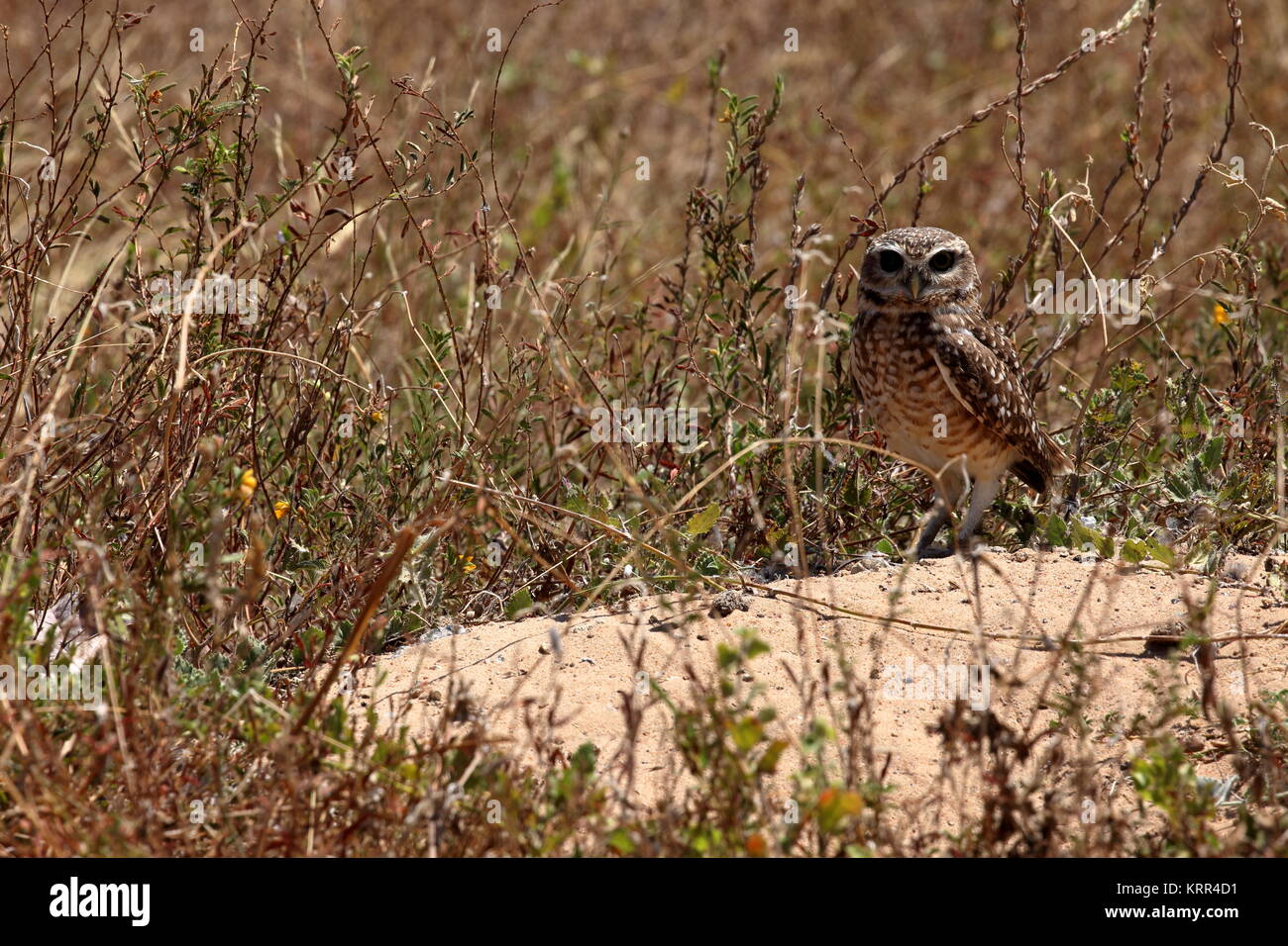 Rabbit owl hi-res stock photography and images - Alamy