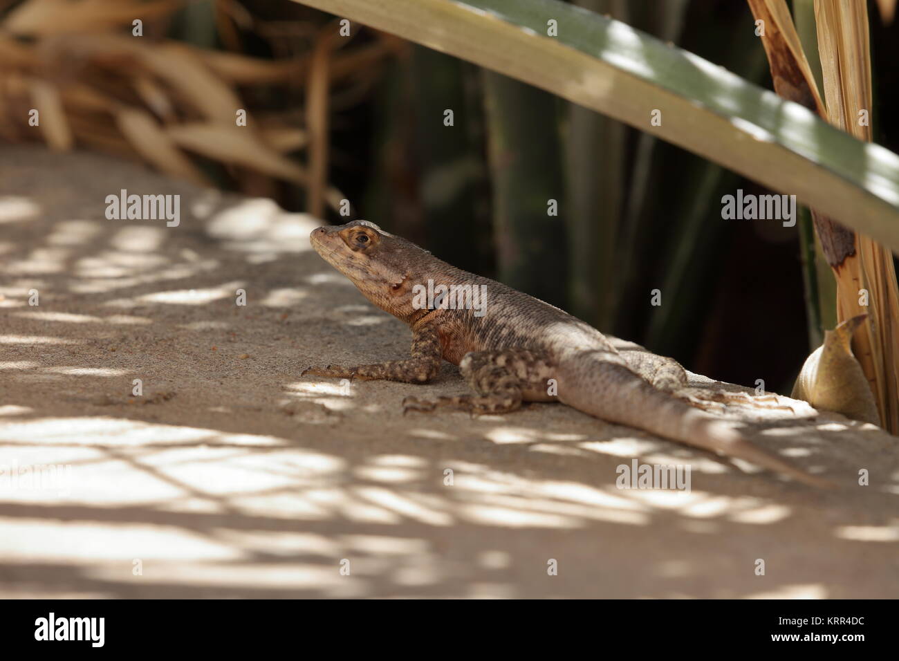 Lizards of brazil hi-res stock photography and images - Alamy