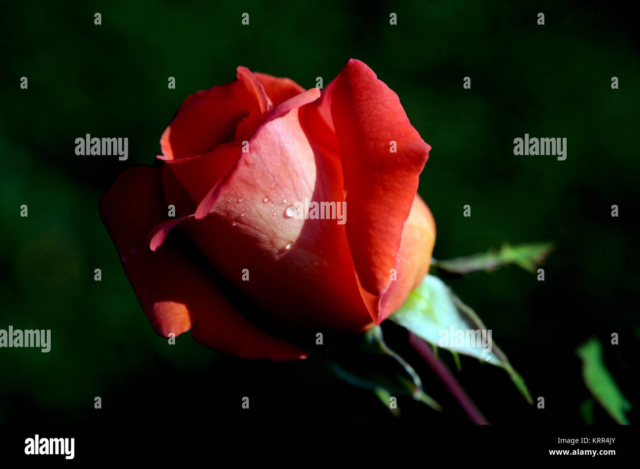 A rose is a woody perennial flowering plant of the genus Rosa, in the ...