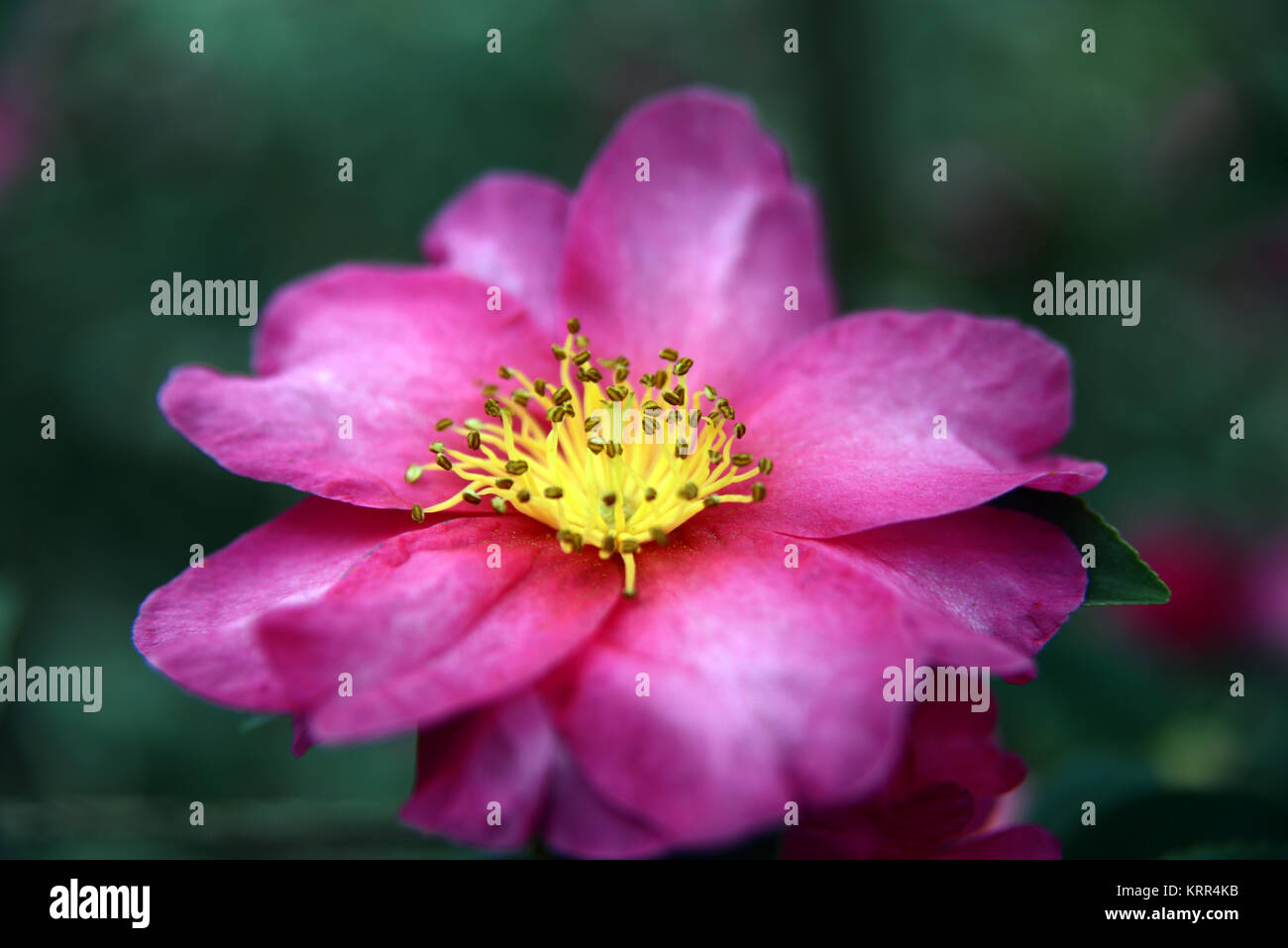 A rose is a woody perennial flowering plant of the genus Rosa, in the ...