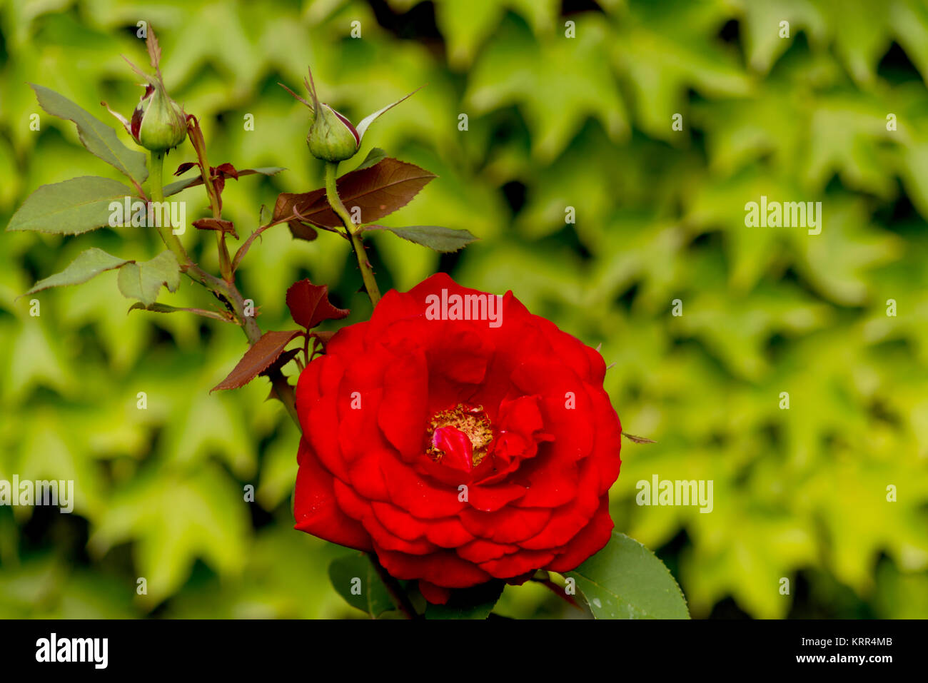 A rose is a woody perennial flowering plant of the genus Rosa, in the ...