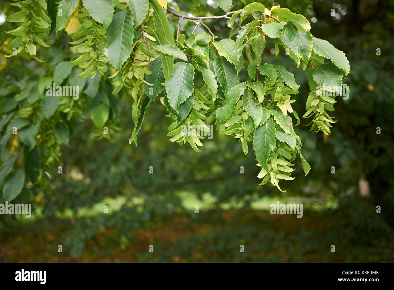 Carpinus betulus autumn leaf hi-res stock photography and images - Alamy