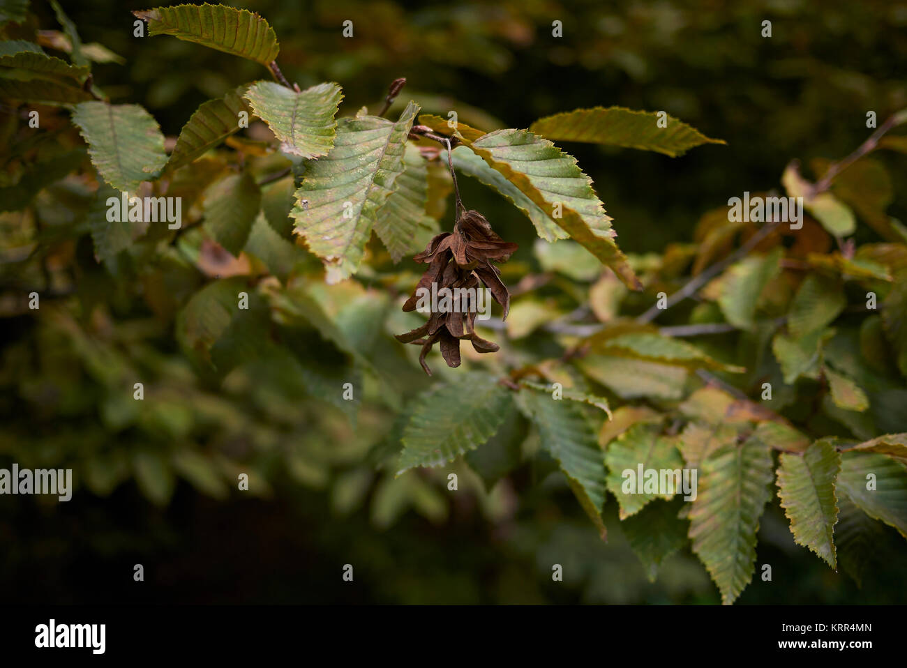 Carpinus betulus autumn garden hi-res stock photography and images - Alamy