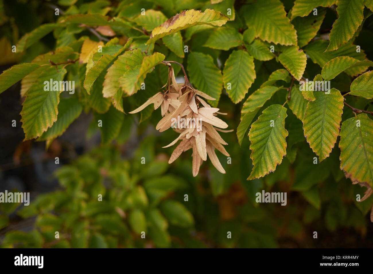 Carpinus betulus autumn garden hi-res stock photography and images - Alamy