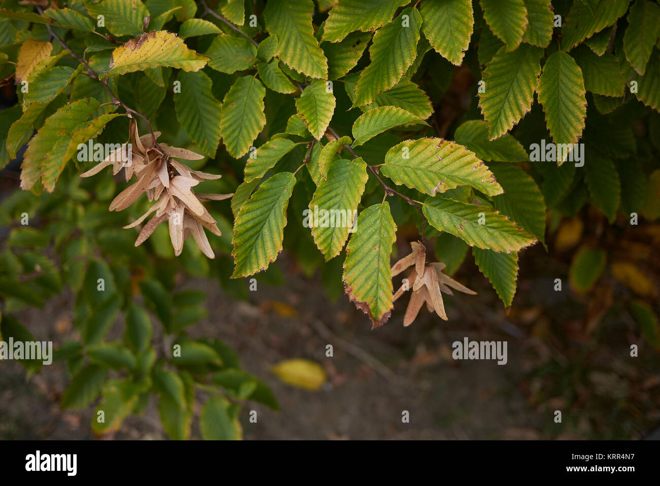 Carpinus betulus autumn leaf hi-res stock photography and images - Alamy