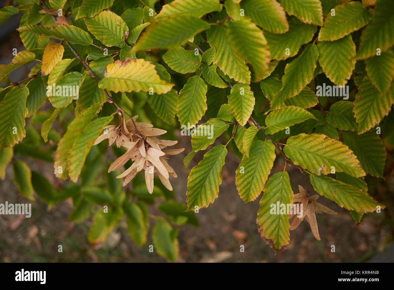 Carpinus betulus autumn leaf hi-res stock photography and images - Alamy