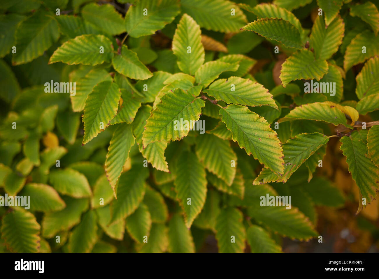 Carpinus betulus autumn leaf hi-res stock photography and images - Alamy