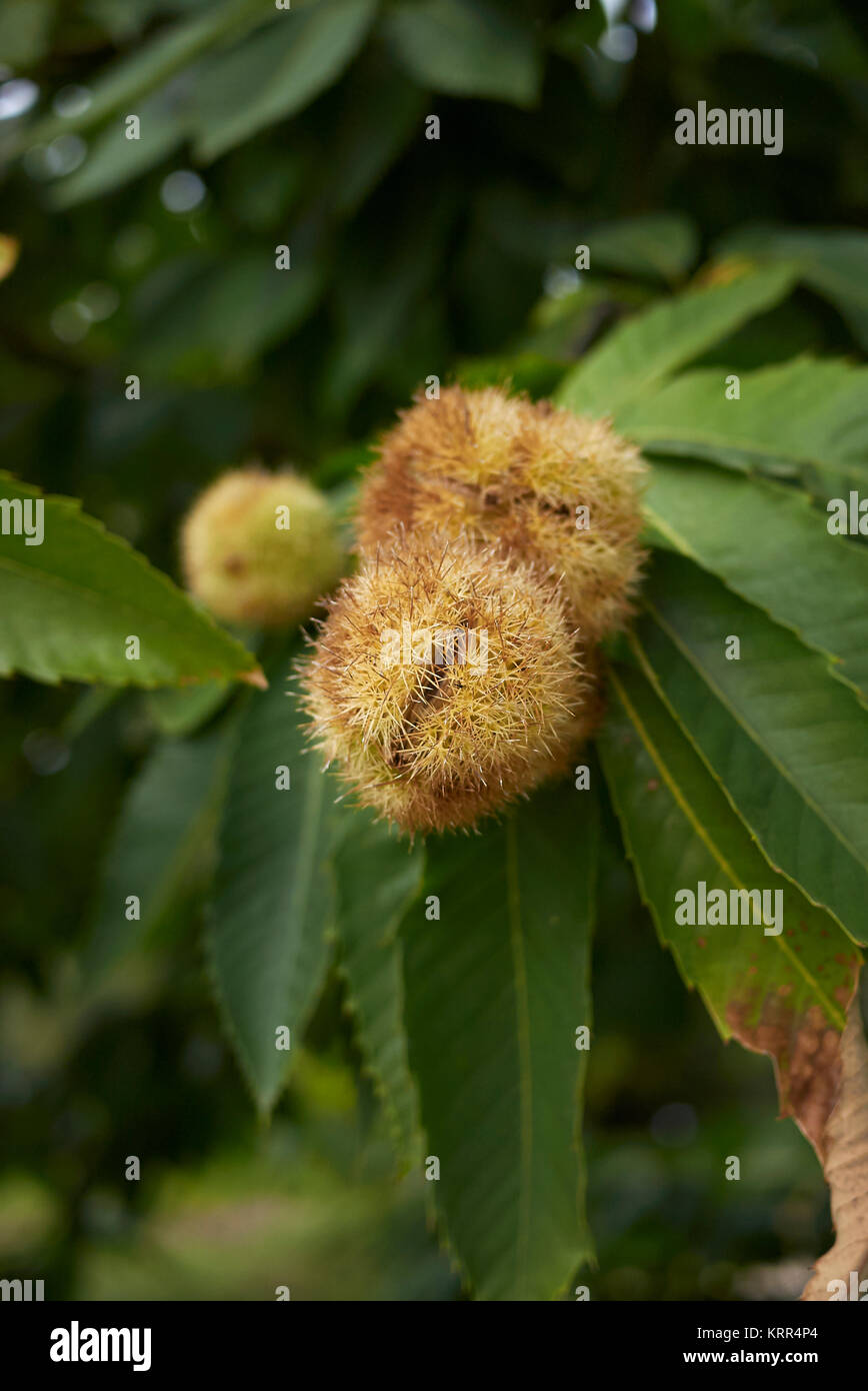 Castanea sativa fruit Stock Photo - Alamy