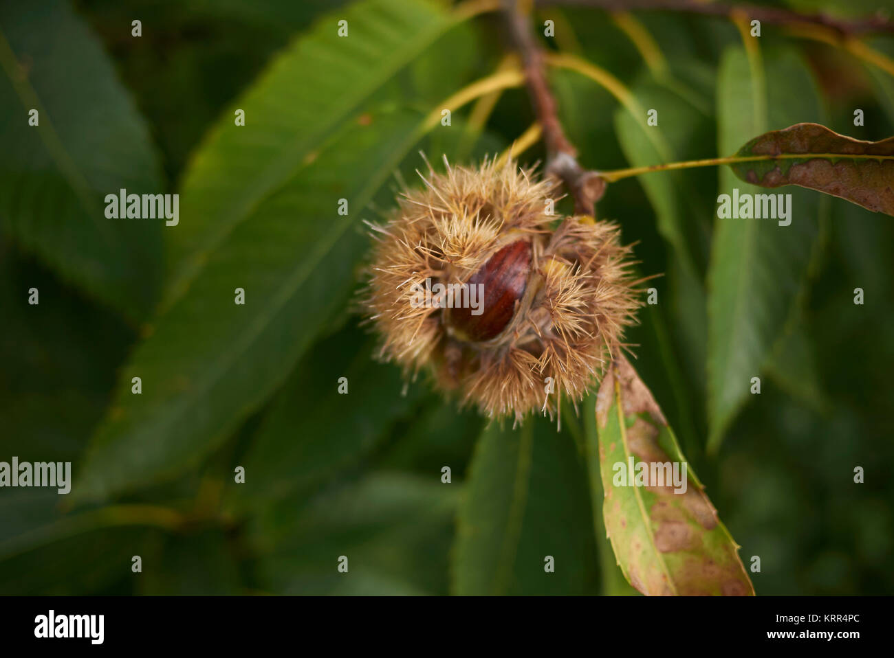 Castanea countryside hi-res stock photography and images - Alamy