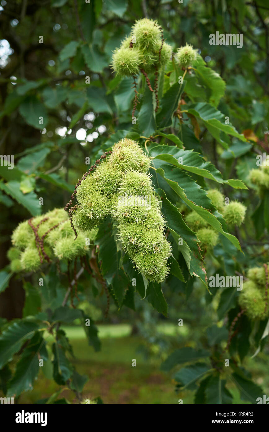 Castanea sativa fruit Stock Photo - Alamy