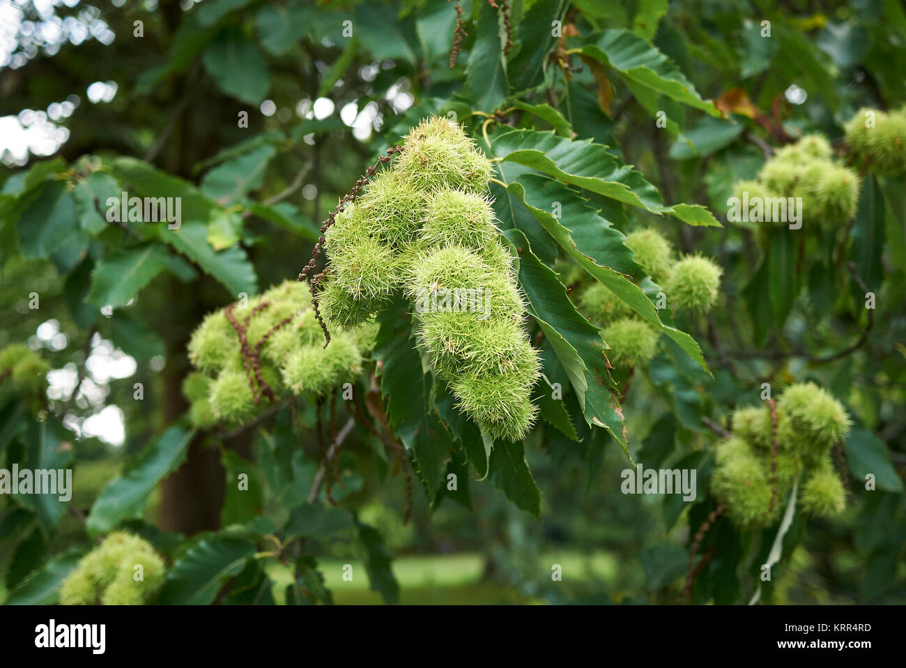 Castanea sativa fruit Stock Photo - Alamy