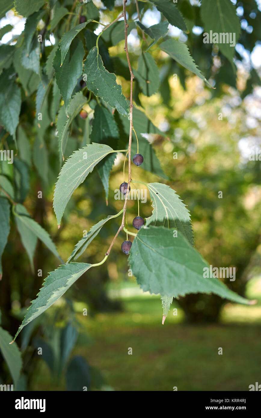 Lote tree hi-res stock photography and images - Alamy