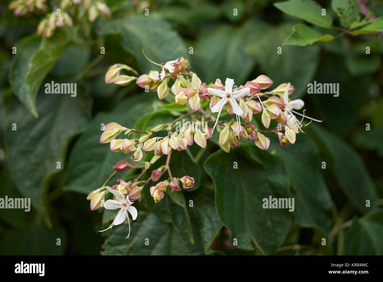Branch clerodendrum hi-res stock photography and images - Alamy