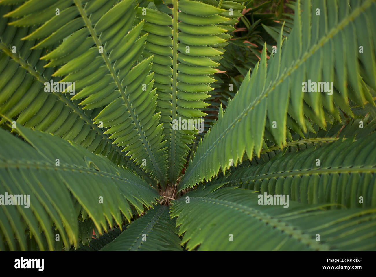 Giant dioon tree hi-res stock photography and images - Alamy