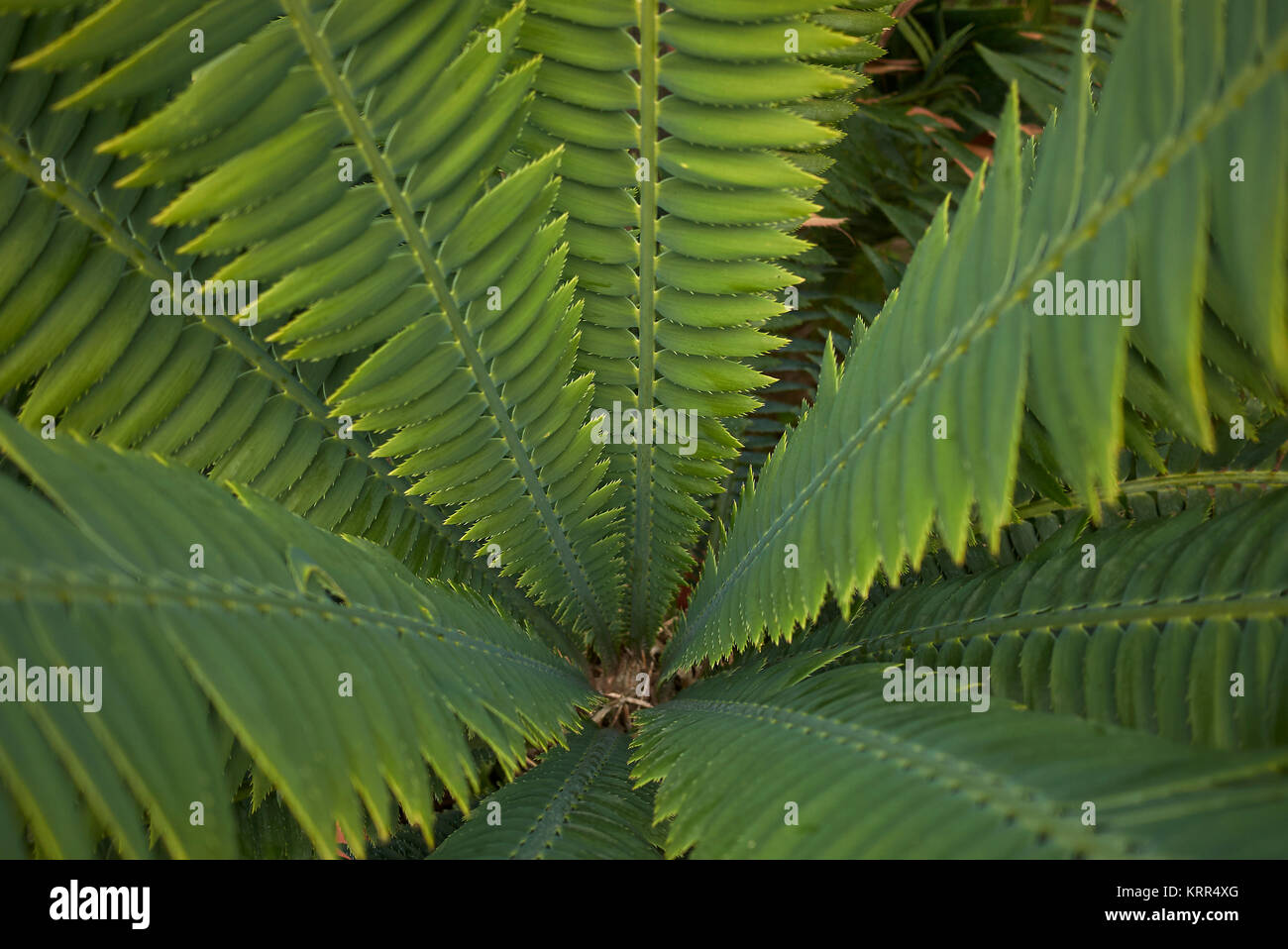 Giant dioon tree hi-res stock photography and images - Alamy